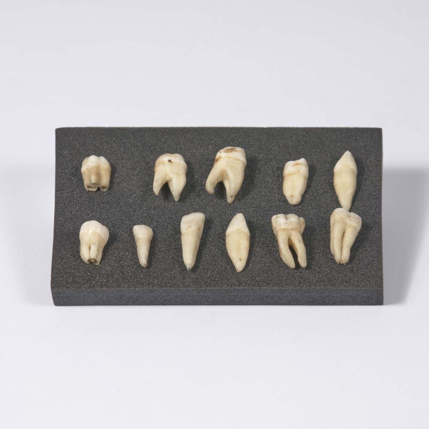 Hunterian Museum | Odontological Collection