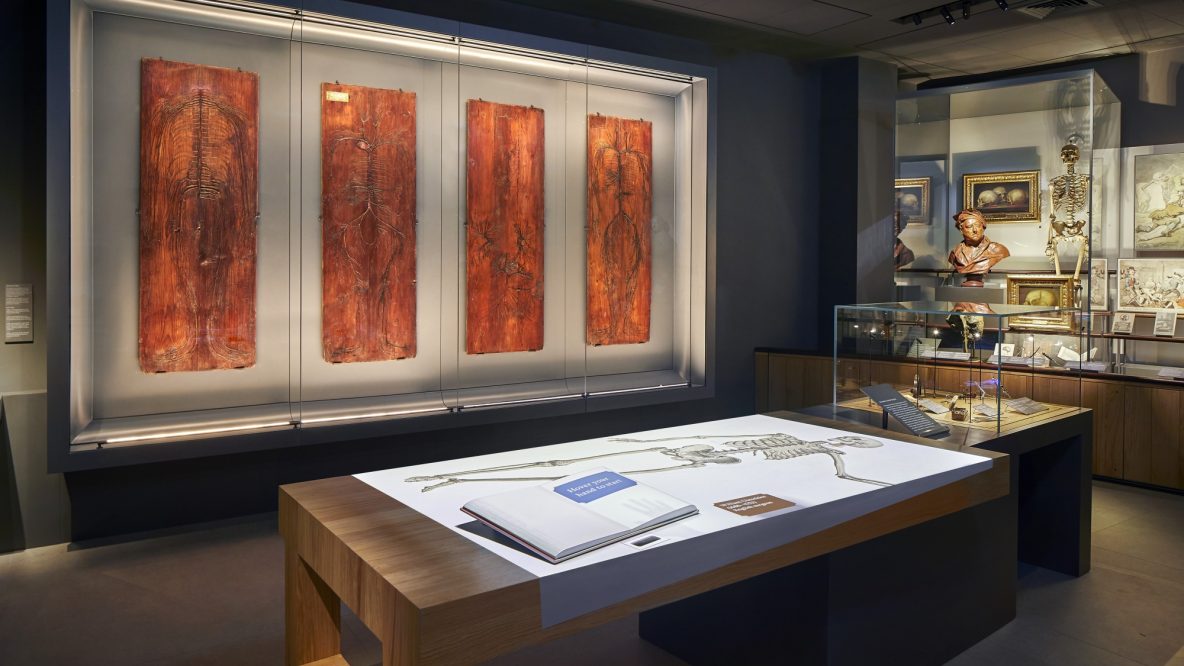 Hunterian Museum | Hunterian Museum Galleries