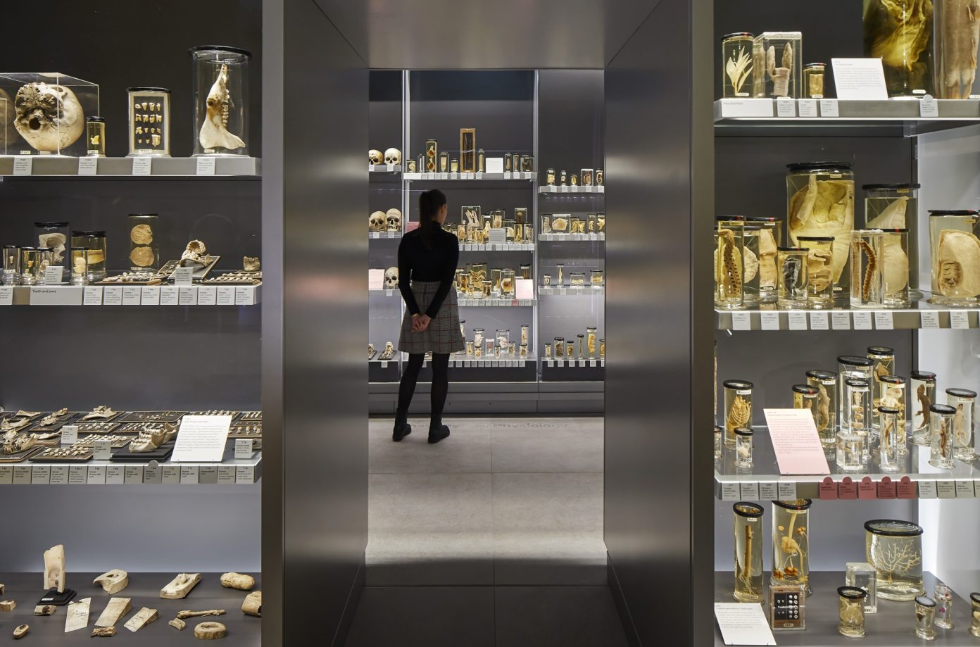 Hunterian Museum | The Long Gallery – John Hunter’s Collection